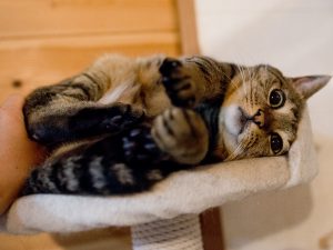 呼びつけるはな、呼ばないまる。Hana calls me and Maru does not call me. | 私信 まるです。