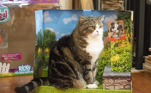 Ricky vs. Maru! | 私信 まるです。