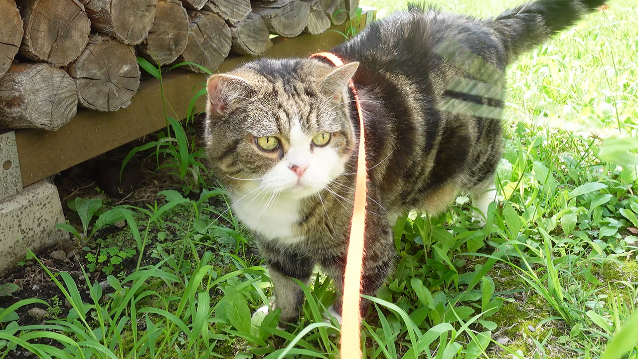 夏の終わりの散歩を楽しむねこ。-Cats enjoy a late summer walk.-（動画） | 私信 まるです。