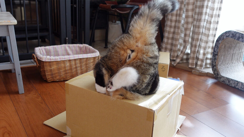 Ricky vs. Maru! | 私信 まるです。