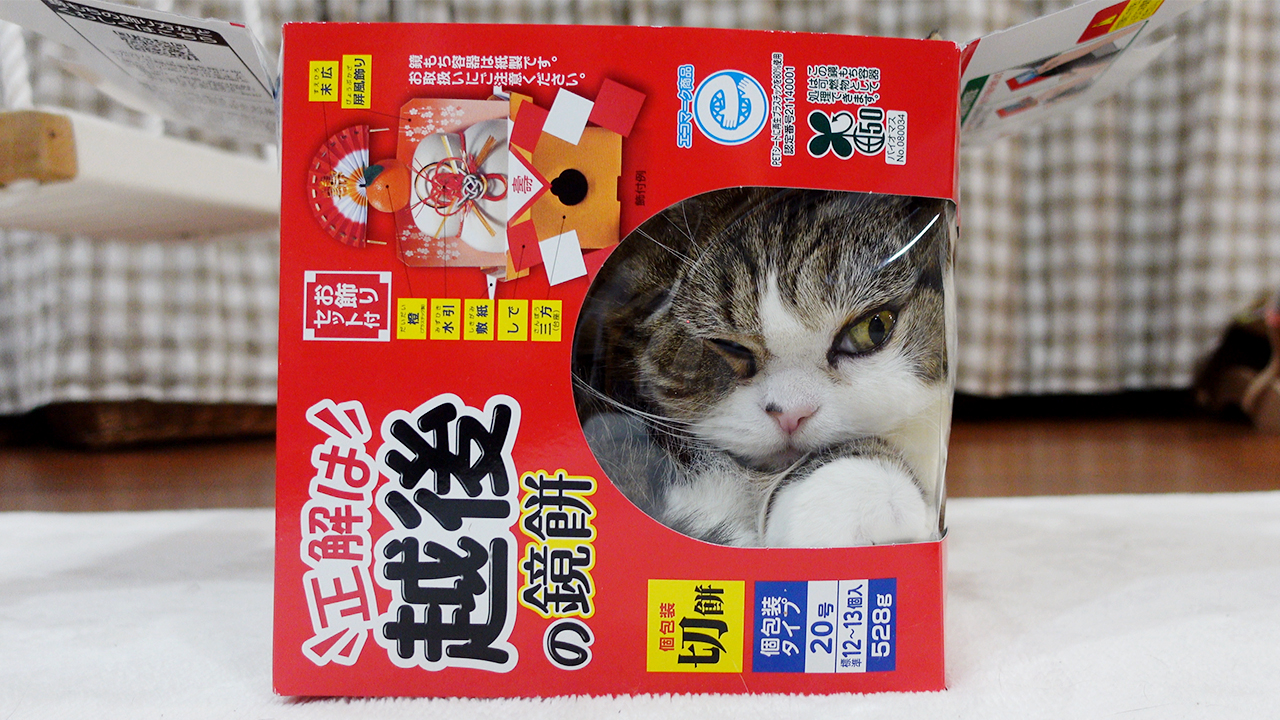 完璧に隠れたのに丸見えなねこ。-Maru’s perfectly hidden, but he’s visible.-（動画） | 私信 まるです。