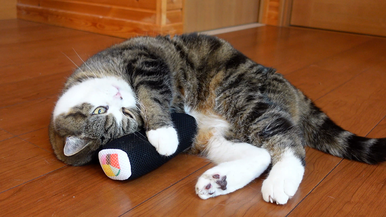 恵方巻で荒ぶるねこ。-Cats gets excited with sushi rolls.-（動画） | 私信 まるです。