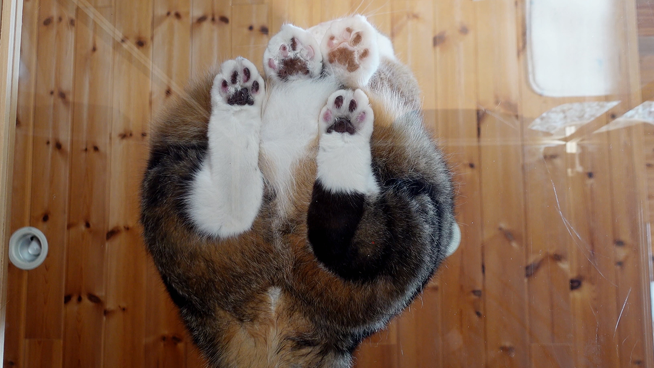 下からねこ6。-View from the bottom of cats 6.-（動画） | 私信 まるです。