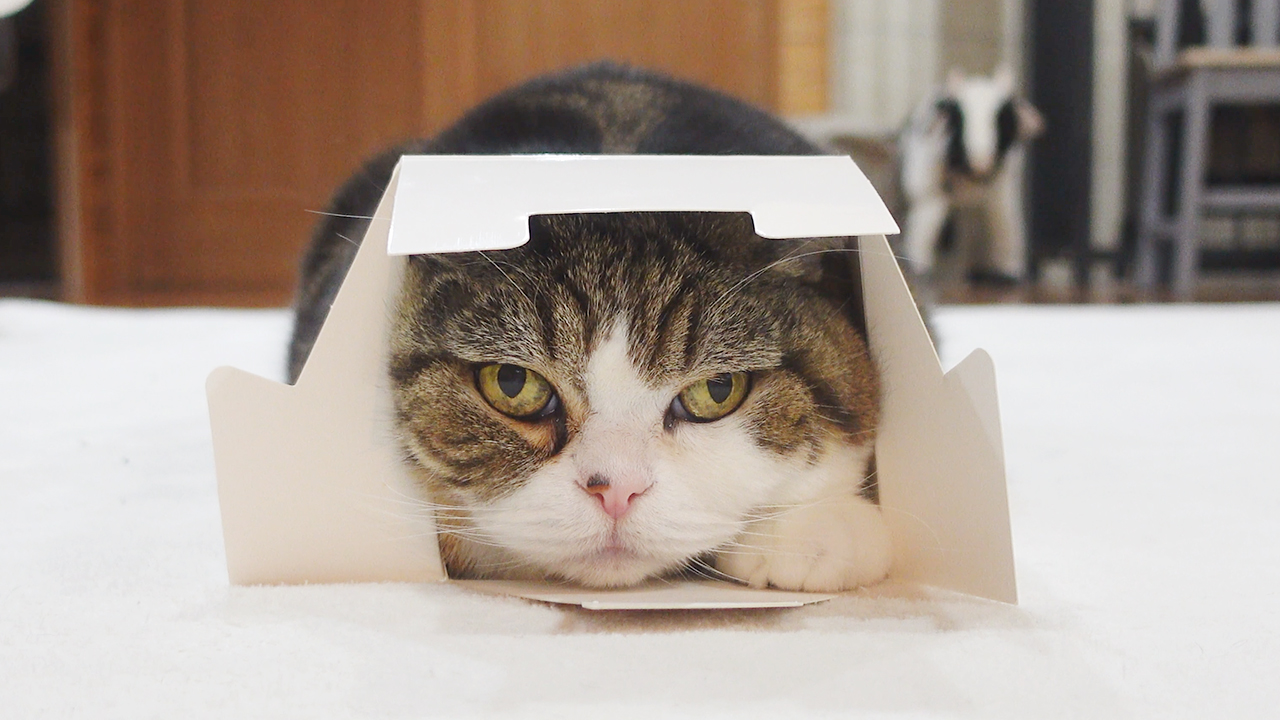 余裕で寛げますアピールをするねこ。-Maru shows off that he can relax comfortably.-（動画 ...