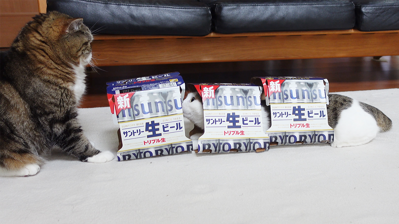 ビール箱に先客がいて拗ねちゃったねこ。-Maru sulked because Miri was in the beer box first ...