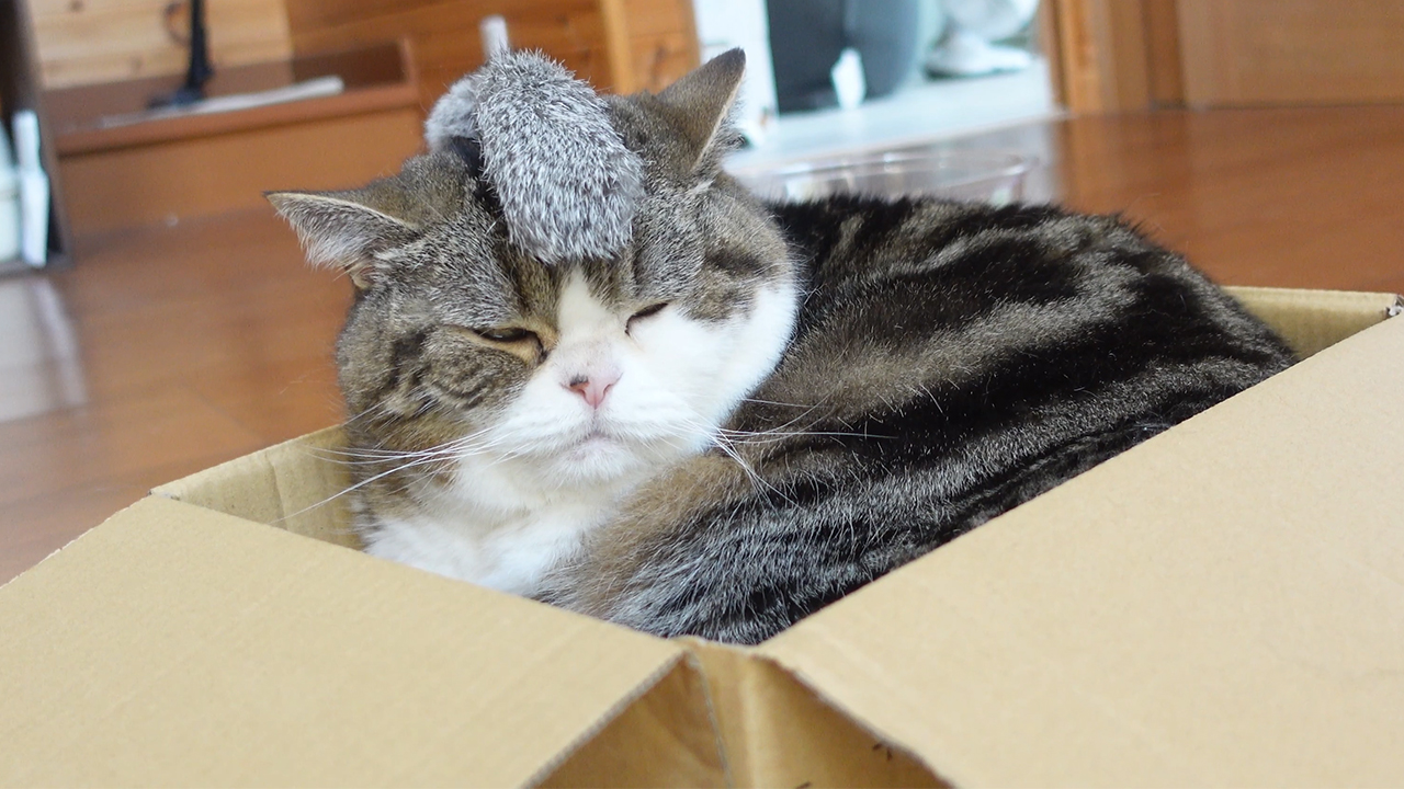 I am Maru. カレンダー2024！ | 私信 まるです。