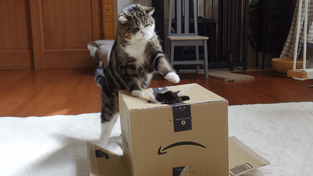 箱マイスターまるによる収納講座。A storing lecture by the Box Meister Maru. | 私信 まるです。