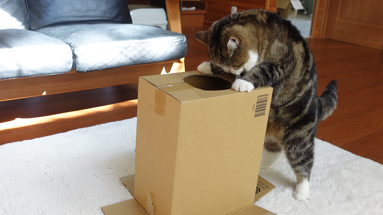 箱ごと転がっちゃって拗ねブランコなねこ。-Maru tipped over with the box, so he sulked and ...