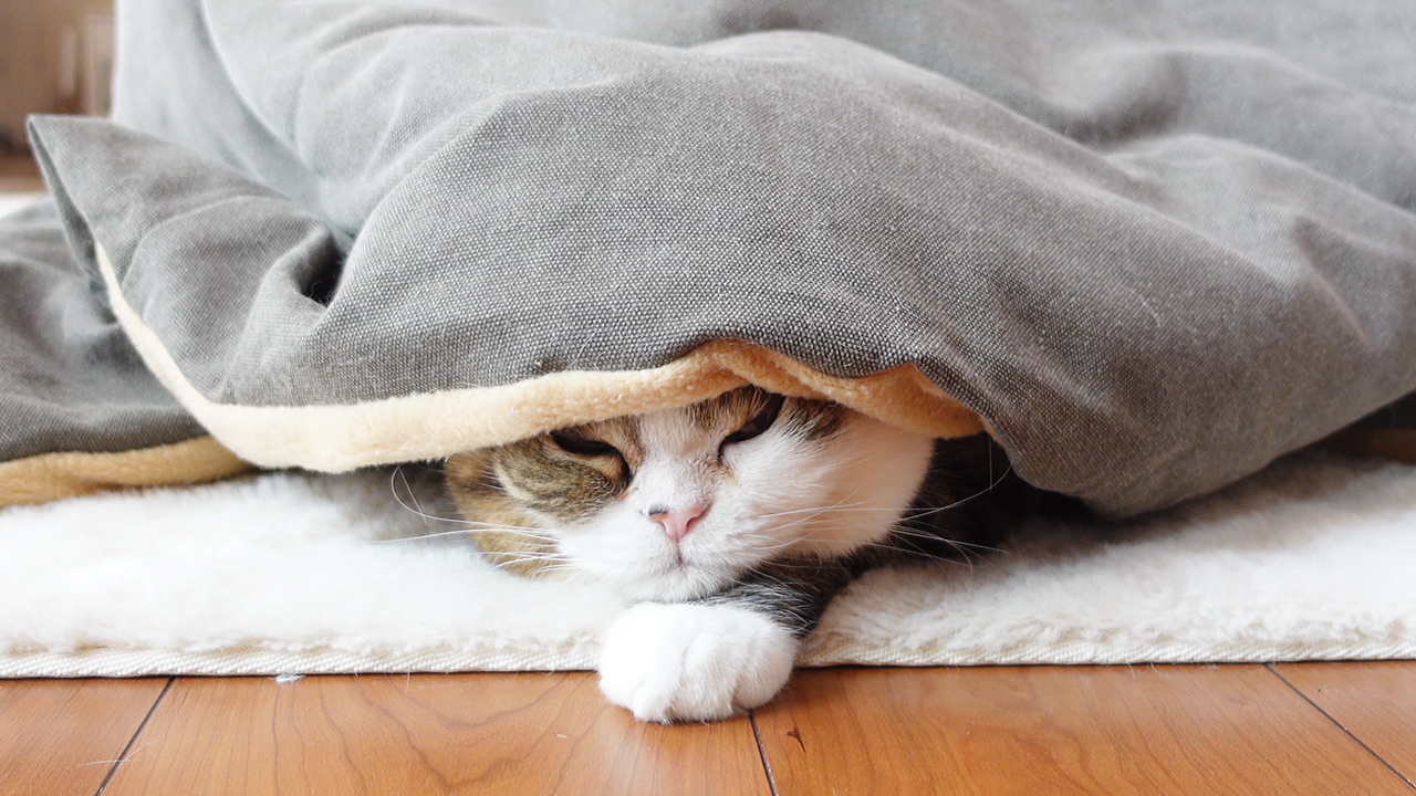 ここたつねこ。-Peekaboo Maru.- #Shorts | 私信 まるです。