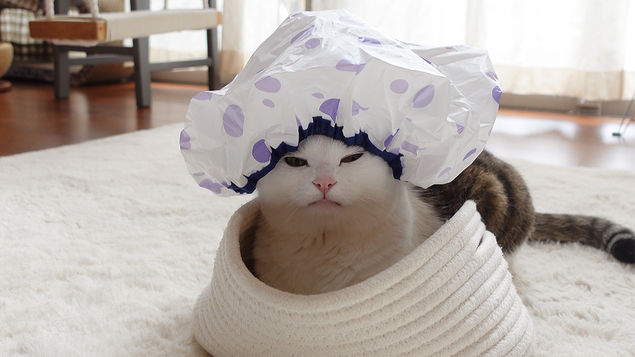 シャワーキャップまるはなみり-Maru&Hana&Miri wearing shower cap.-（限定公開動画） | 私信 まるです。