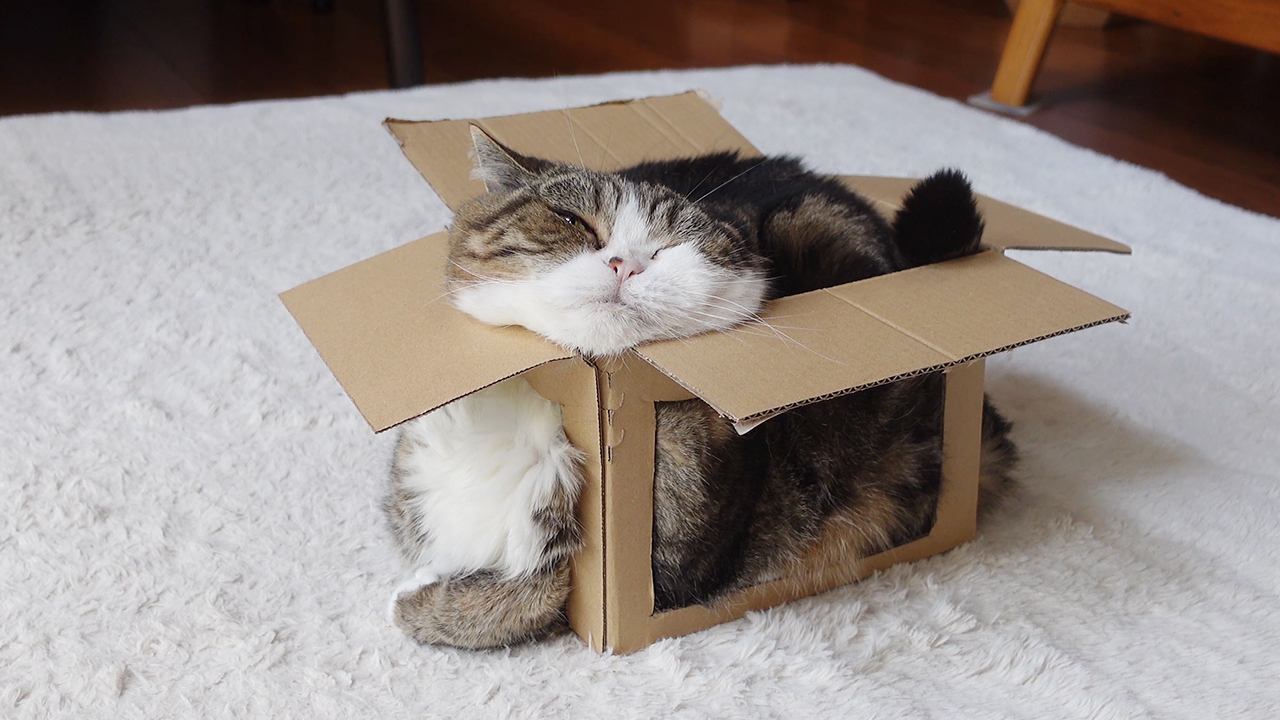 通気性抜群な箱で溶け過ぎなねこ2。-Overmelted Maru in the Excellent Breathable Box 2 ...