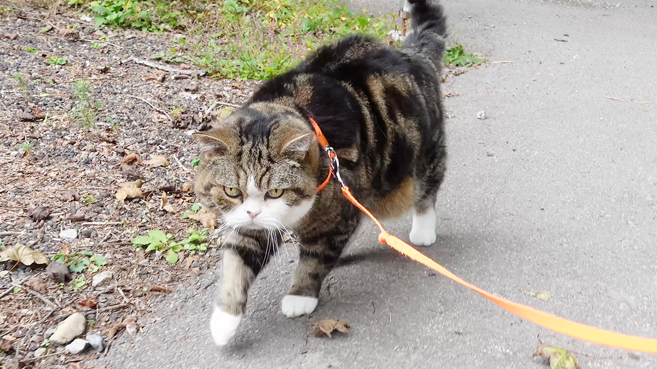 ”不屈の精神”に魅了されるねこ。 Maru is fascinated by “Indomitable Spirit”.（動画） | 私信 まるです。