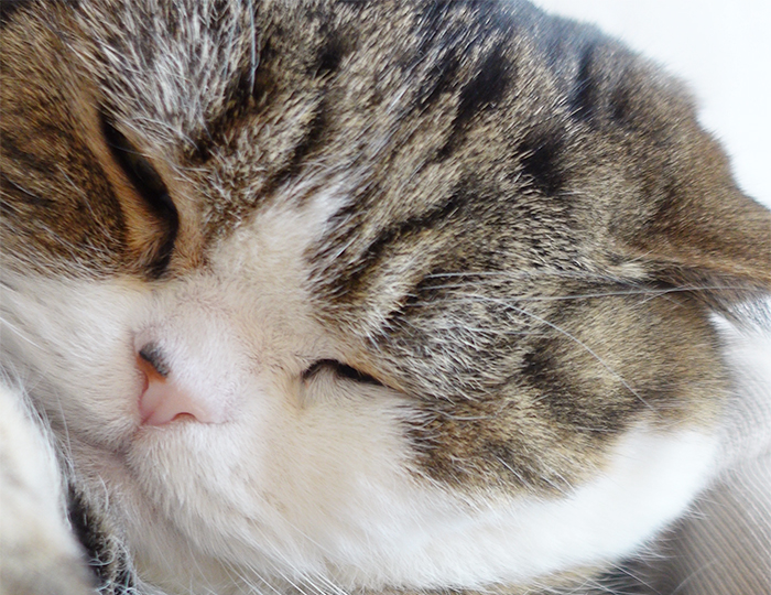 抱っこでゴロゴロまるさん。 #Shorts | 私信 まるです。