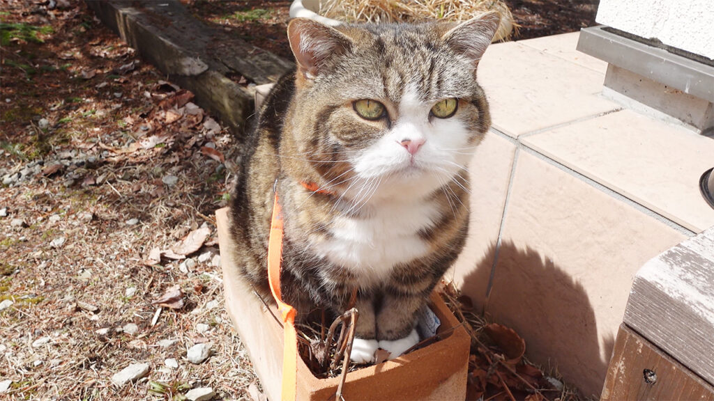 私信 まるです。