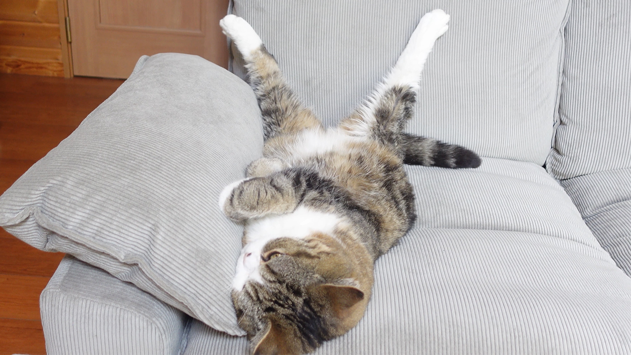 新しいソファで遊んで寝るねこ。-Maru plays and naps on the new sofa.-（動画） | 私信 まるです。